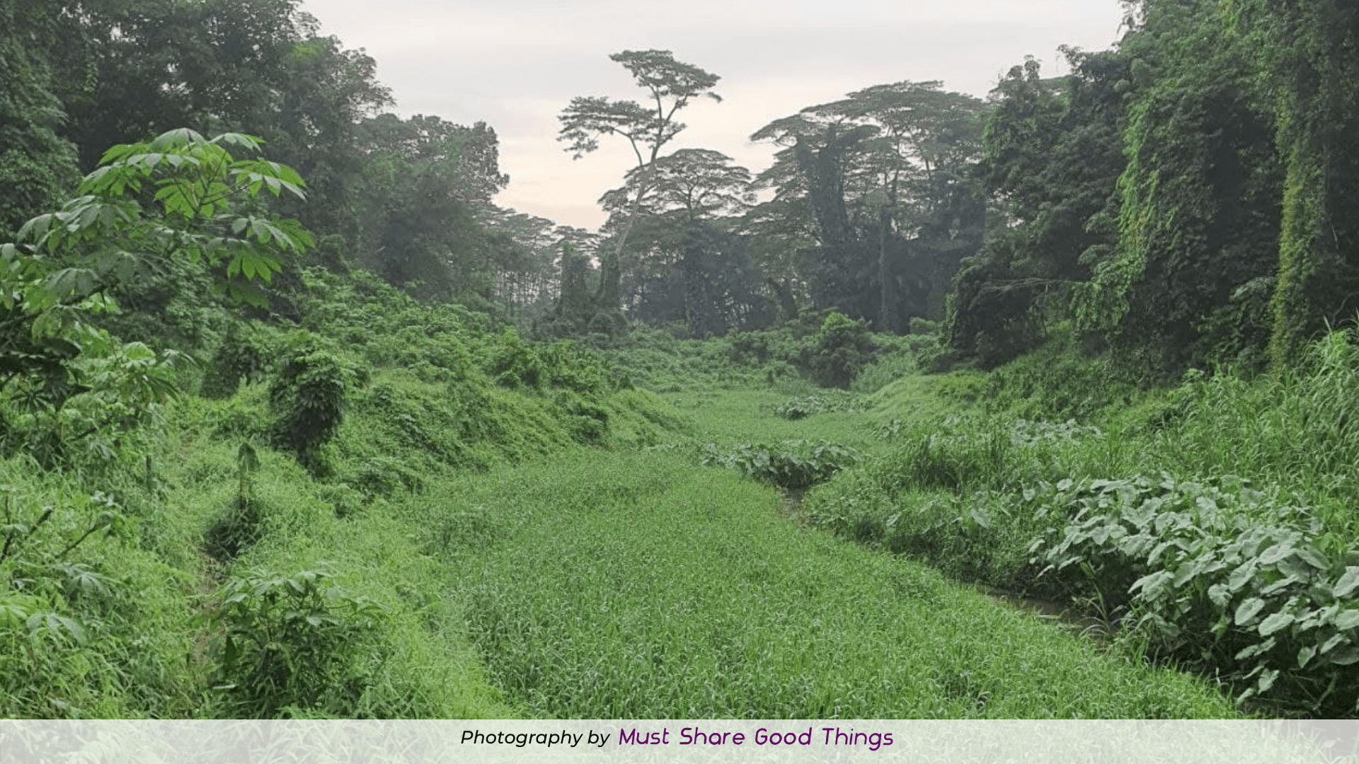 Off The Beaten Track: Hike Through Clementi Forest
